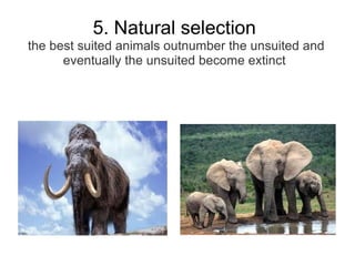 A evolution by_natu (2) | PPT