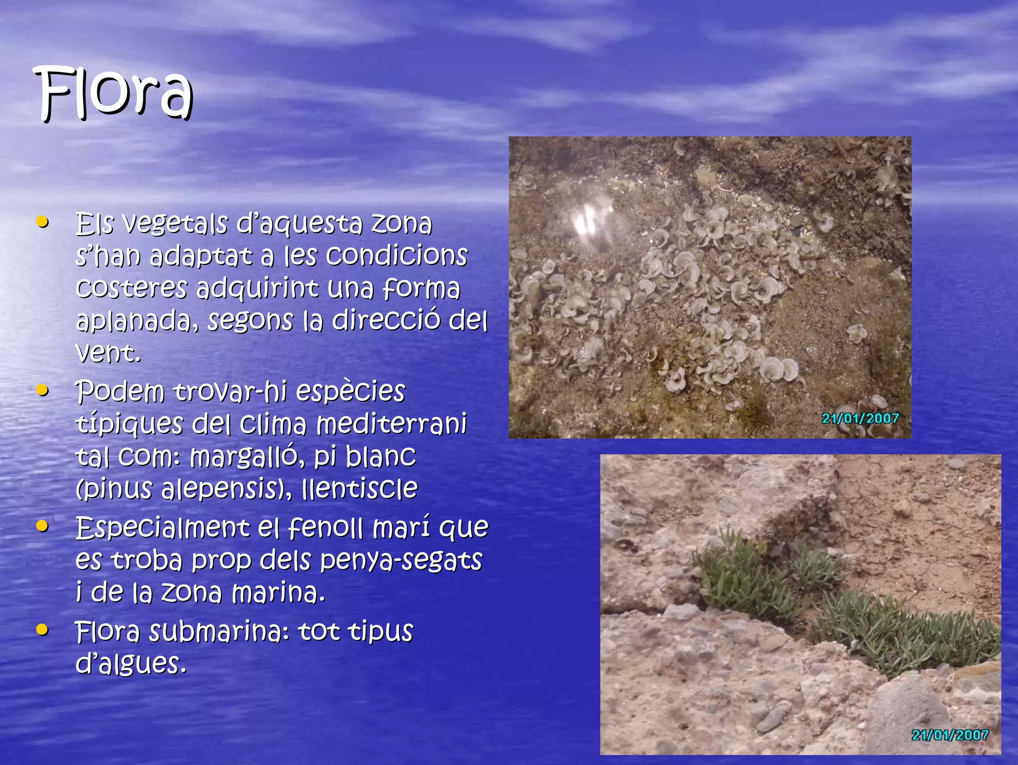 Aex Teo David Aida | PPT