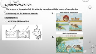 AFA-Chapter 7-Fish culture-Lesson 1 -DITAN-SAMPAGA.pdf