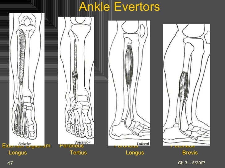 Afaa pft anatomy and kinesiology