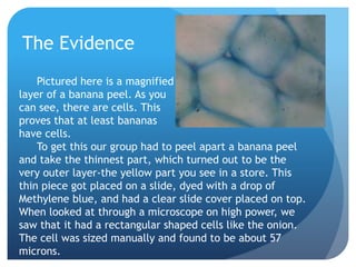 Are Fruits and Vegetables Made of Cells? | PPTX