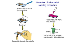 Afb stain by manoj | PPTX