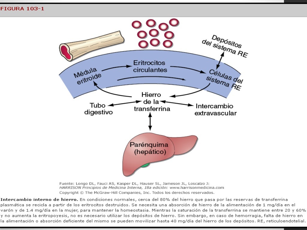 Fisiopatologia Da Anemia Ferropriva - BRAINCP