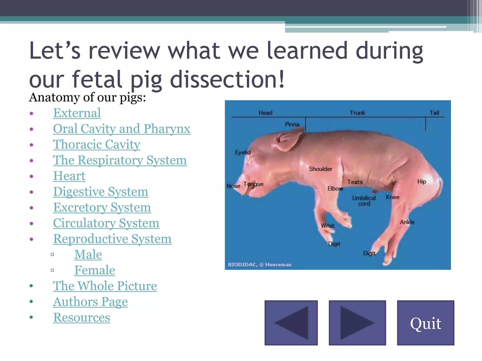 A Fetal Pig Dissection | PPTX