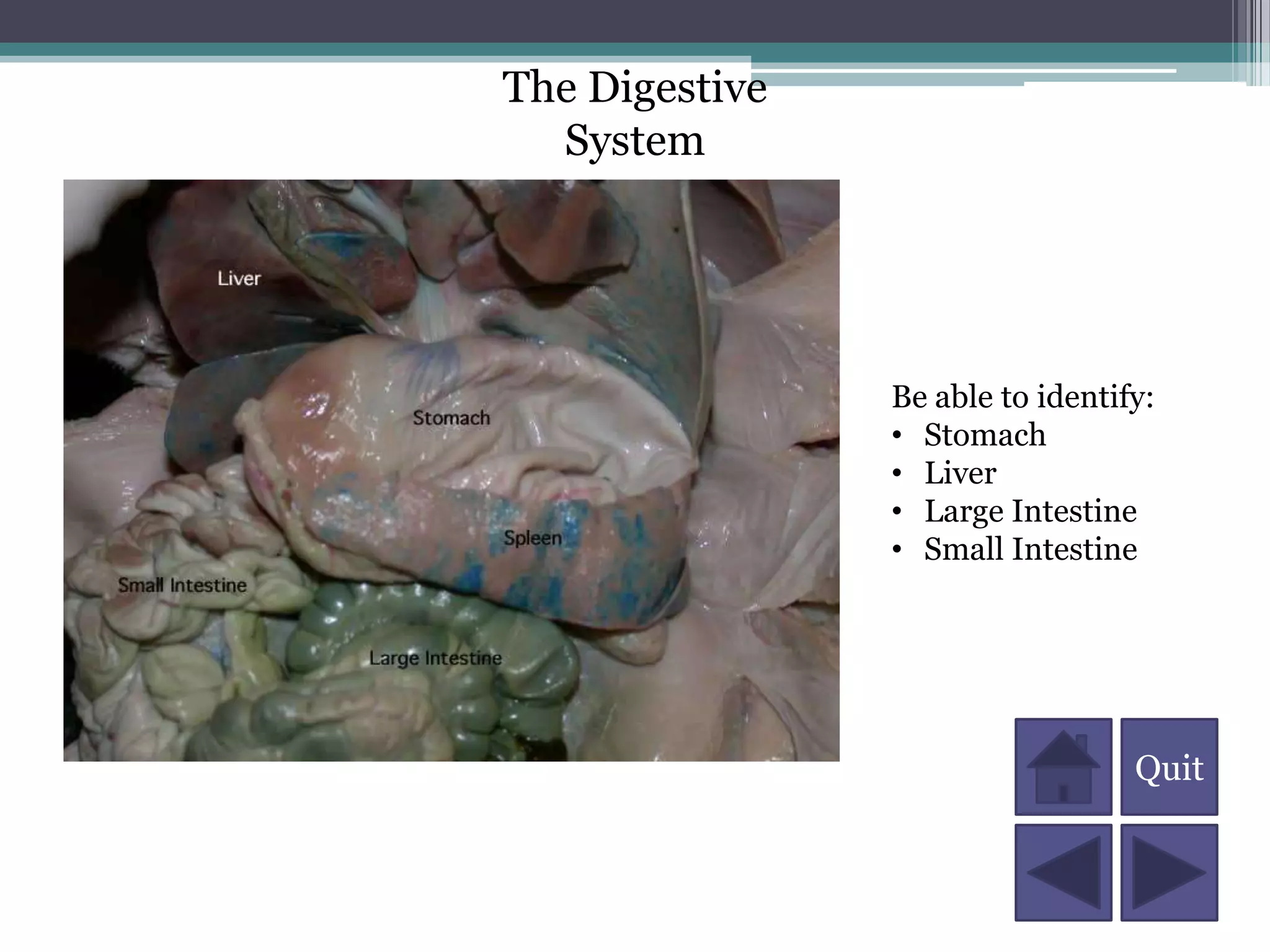 A Fetal Pig Dissection | PPTX