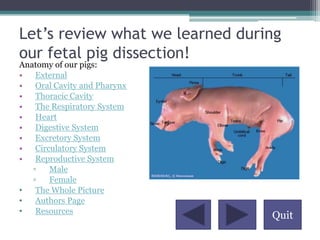 A Fetal Pig Dissection | PPTX