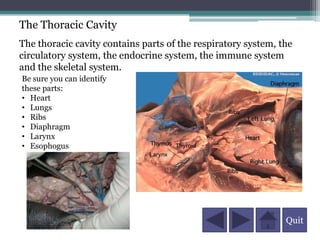Fetal Pig Circulatory System Dissection