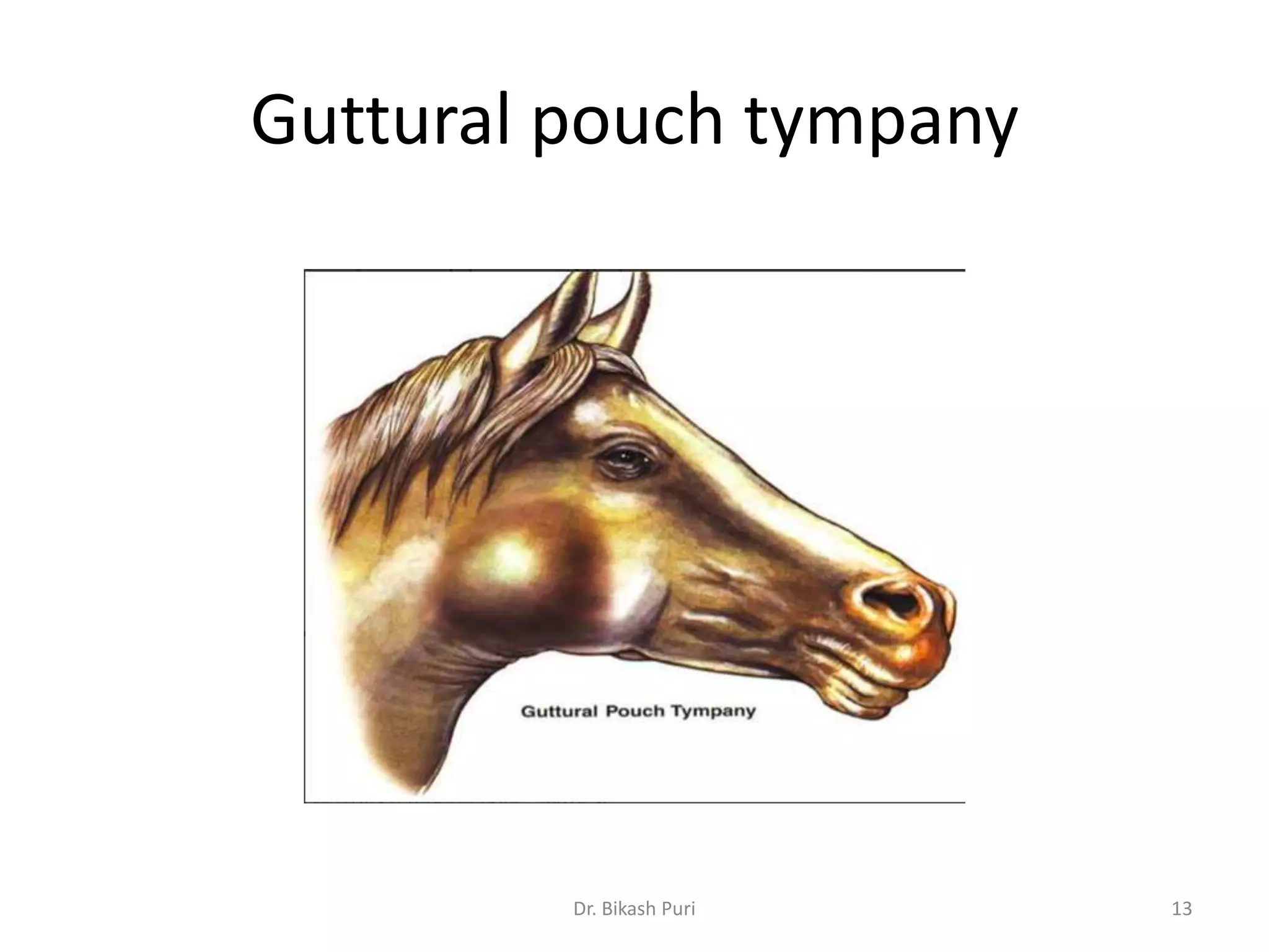 Affection of guttral pouch | PPTX