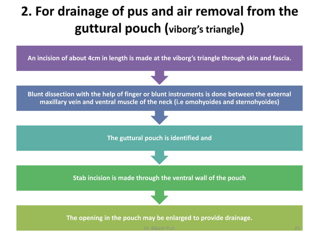 Affection of guttral pouch | PPTX | Ear, Nose and Throat Conditions ...
