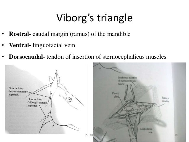 Affection of guttral pouch