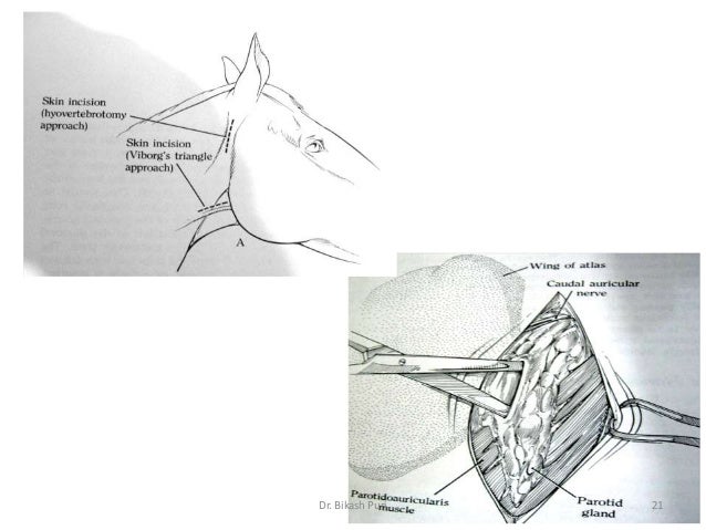 Affection of guttral pouch