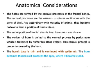 Affection of horn | PPTX