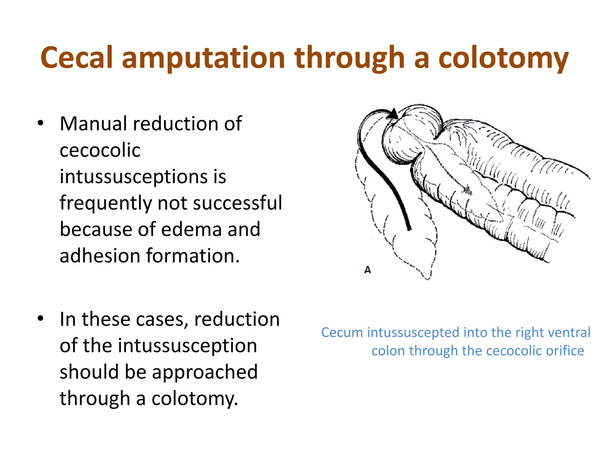 Affections of cecum, colon & rectum (Veterinary) | PPTX