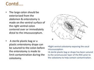 Affections of cecum, colon & rectum (Veterinary) | PPTX
