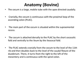 Affections of cecum, colon & rectum (Veterinary) | PPTX