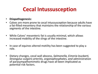 Affections of cecum, colon & rectum (Veterinary) | PPTX
