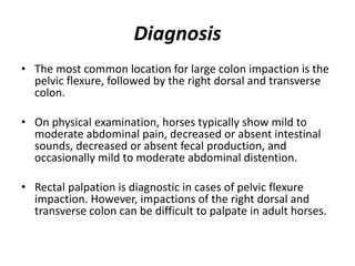 Affections of cecum, colon & rectum (Veterinary) | PPTX