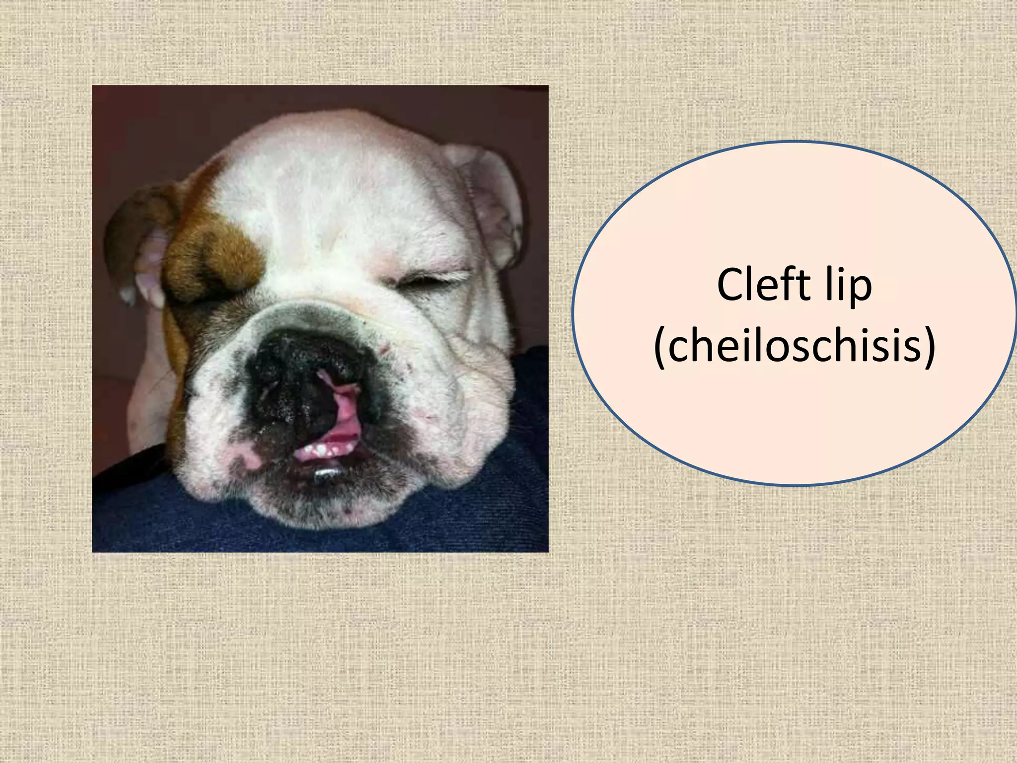 Affections of palate and their surgical management | PPTX