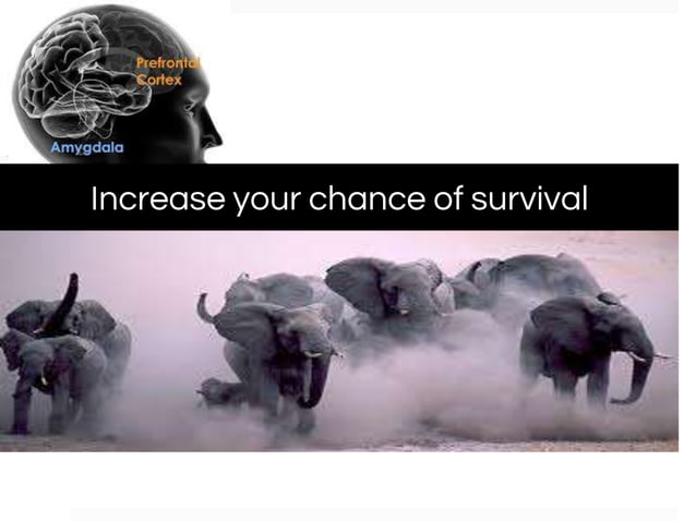 Affect labeling | PPT