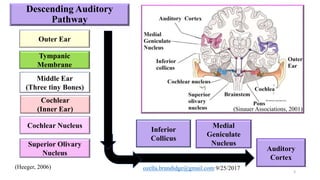 Affects of preterm birth on auditory processing | PPTX
