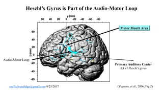 Affects of preterm birth on auditory processing | PPTX