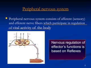 Afferent nervous system 19 Pharmaceuticals pharmacy | PPT