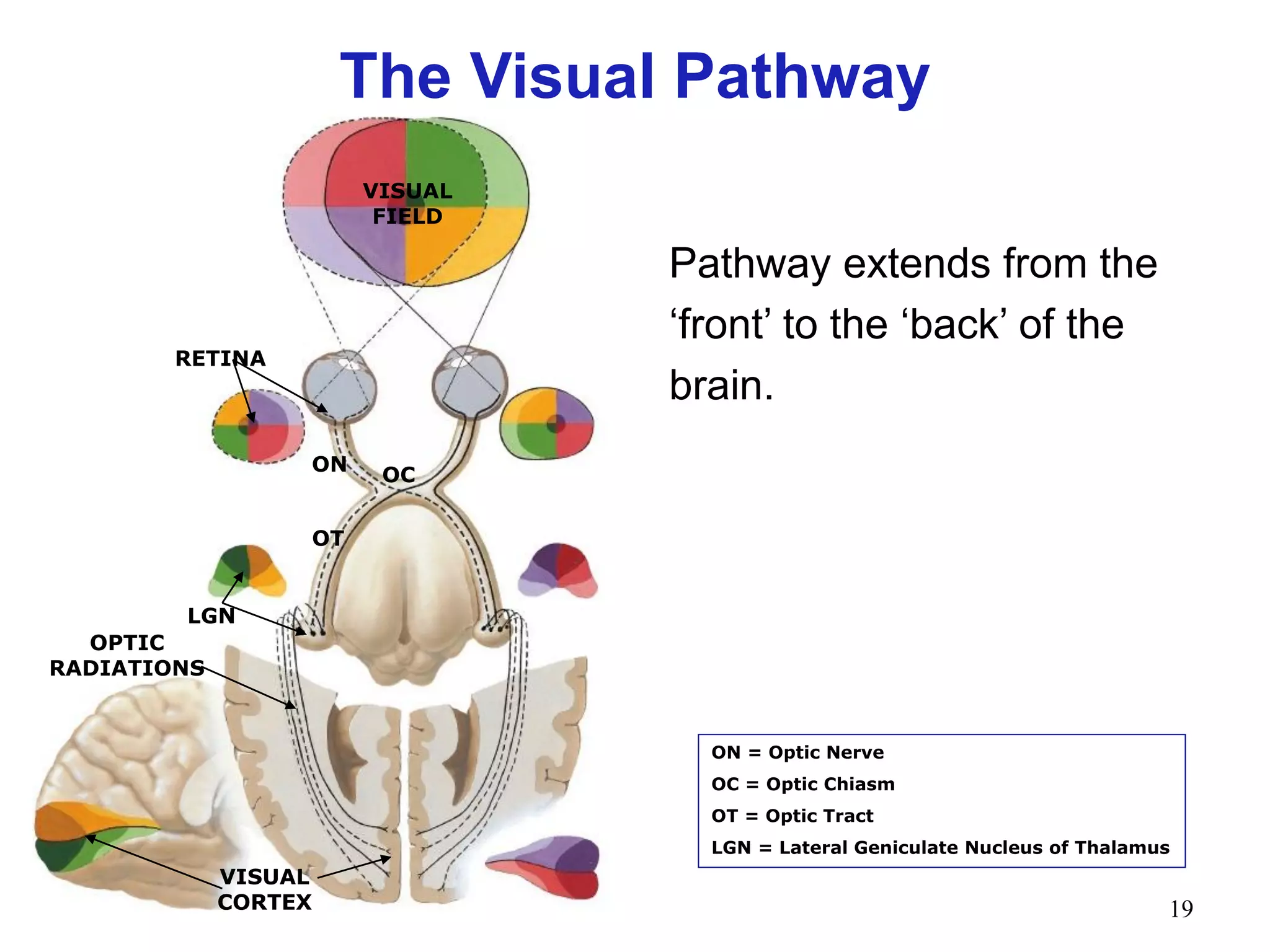 Afferent visual pathway | PDF
