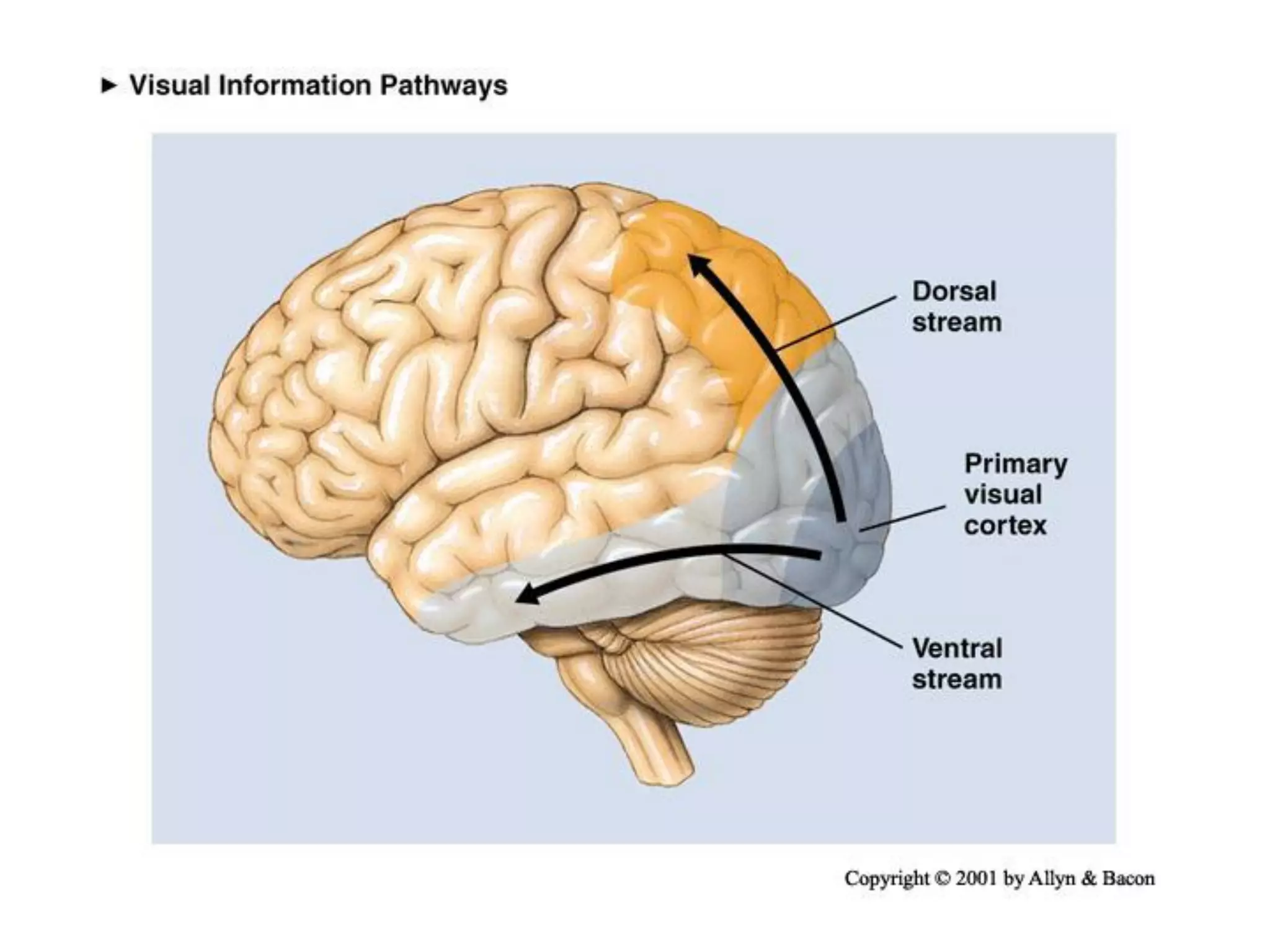 Afferent visual pathway | PDF