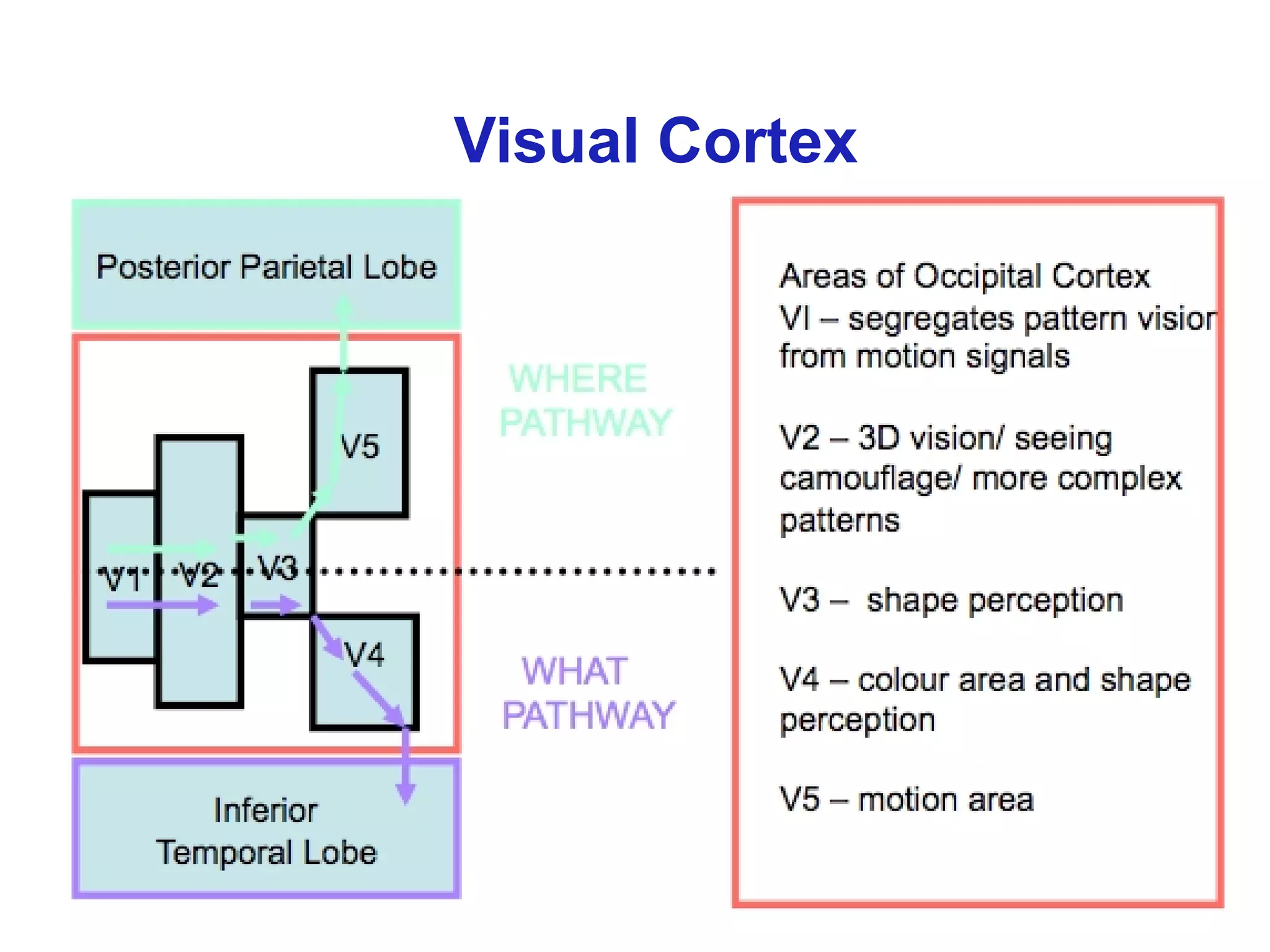 Afferent visual pathway | PDF