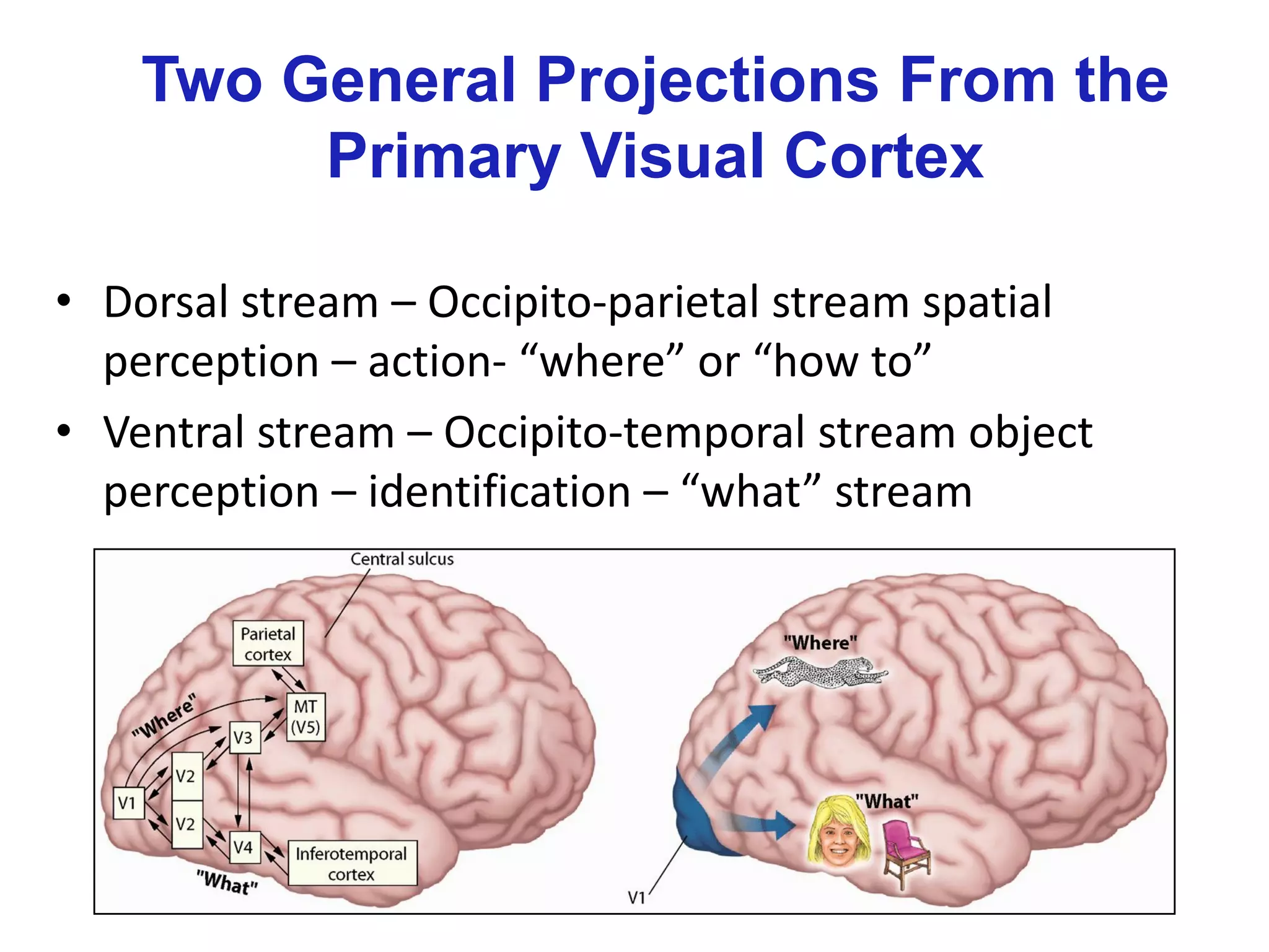 Afferent visual pathway | PDF