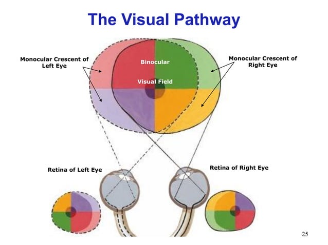 Afferent visual pathway | PDF