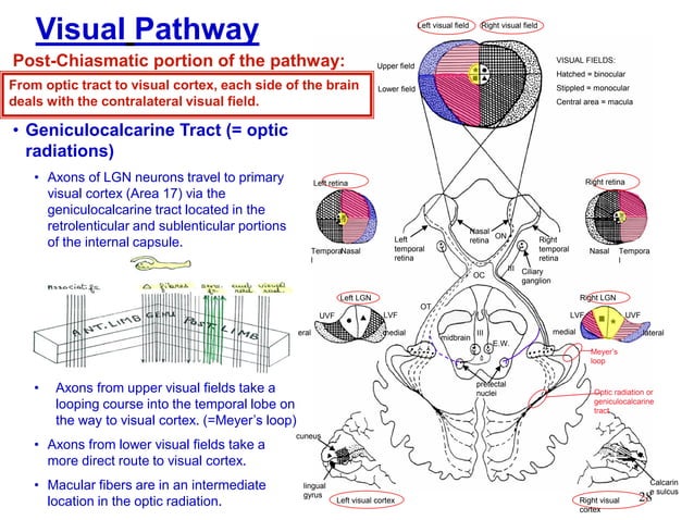 Afferent visual pathway | PDF