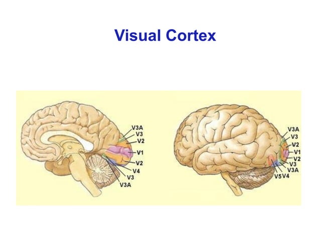 Afferent visual pathway | PDF