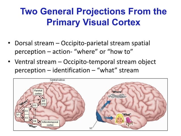 Afferent visual pathway | PDF