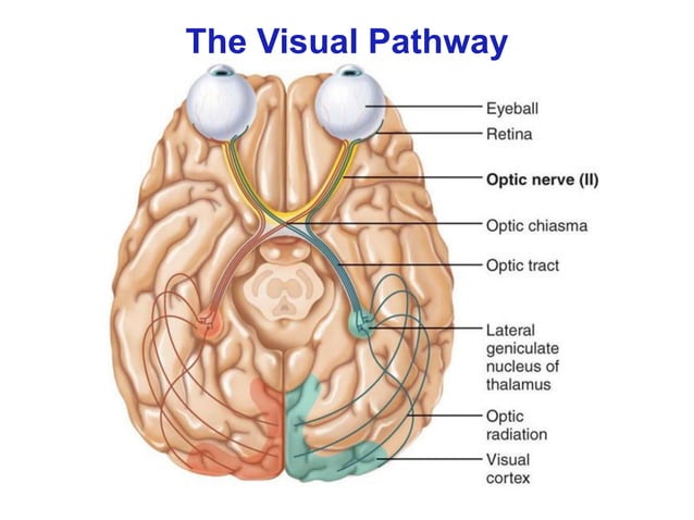 Afferent visual pathway | PDF