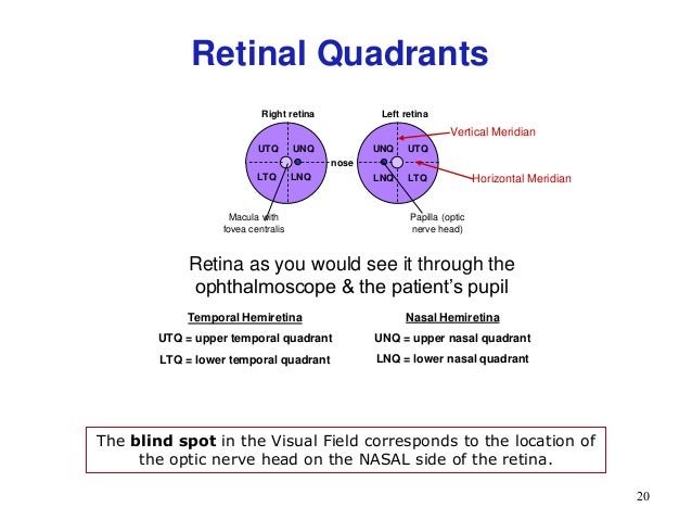 Afferent visual pathway