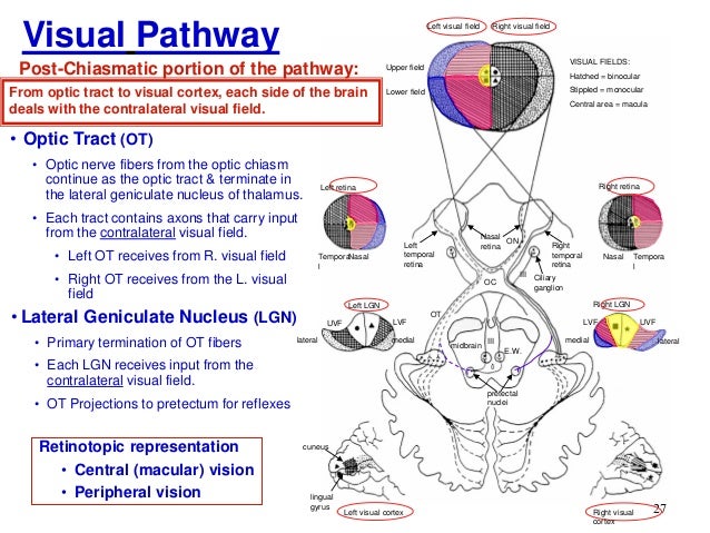 Afferent visual pathway