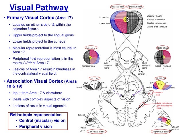 Visual Pathway