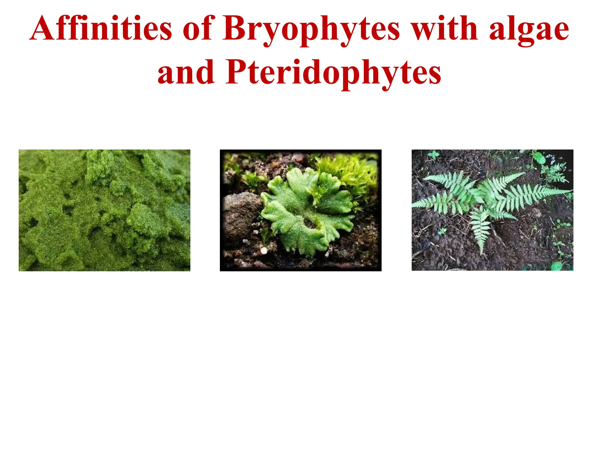 Affinities of bryophytes with algae and pteridophytes.pptx