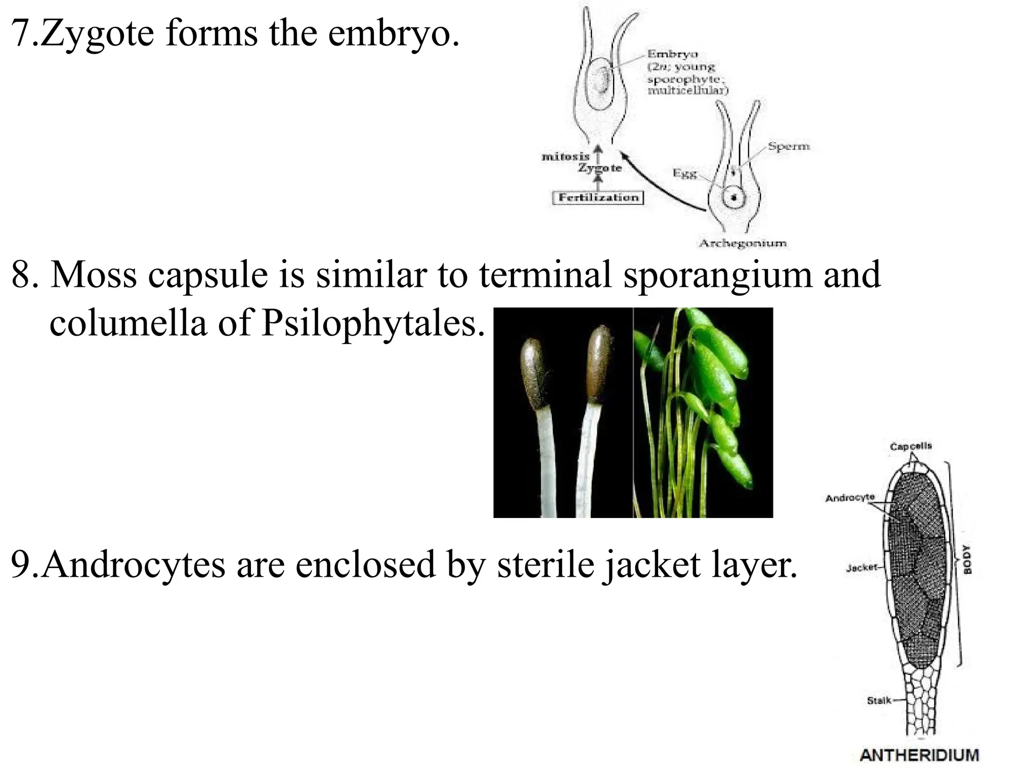 Affinities of bryophytes with algae and pteridophytes.pptx