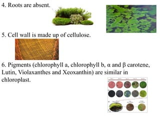 Affinities of bryophytes with algae and pteridophytes.pptx