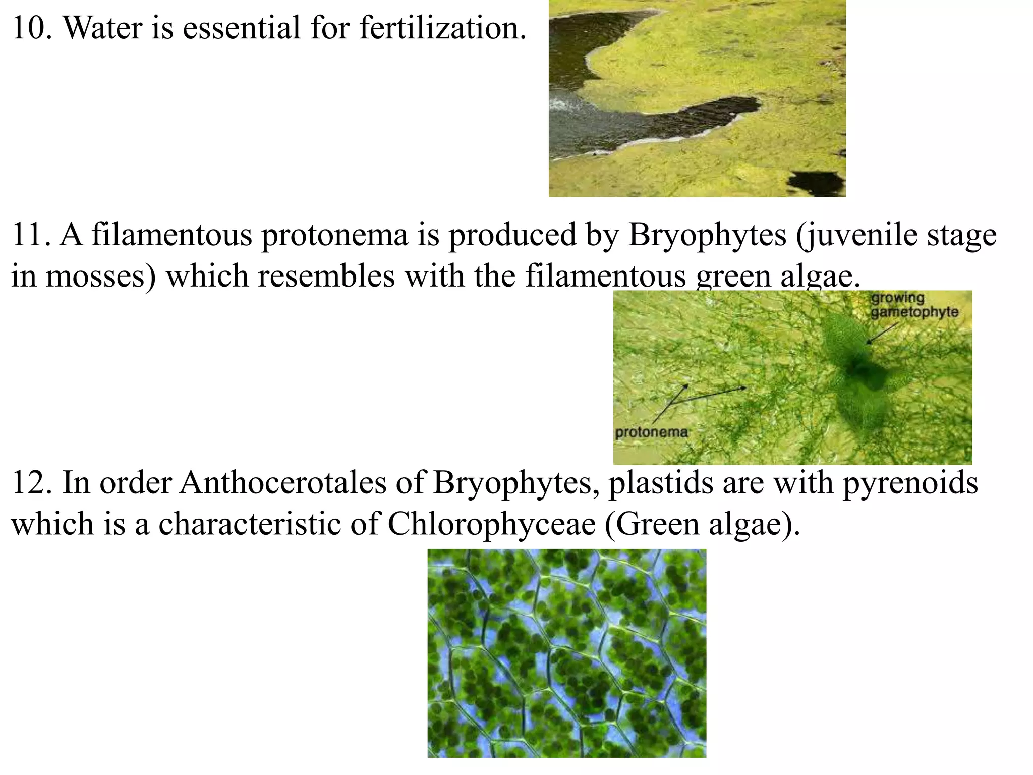 Affinities of bryophytes with algae and pteridophytes | PPTX