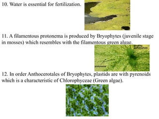 Affinities of bryophytes with algae and pteridophytes | PPTX