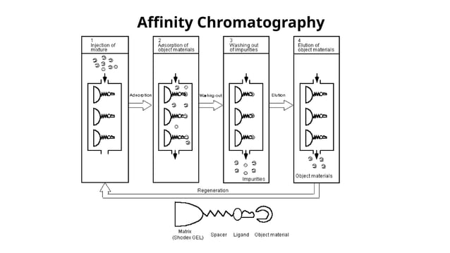Affinity chomatography for bio separation | PPT