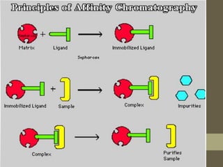 Affinity chromatography | PPTX