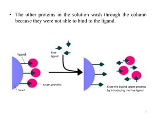 Affinity Chromatography Ligand