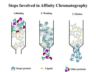 AFFINITY chromatography.pptx