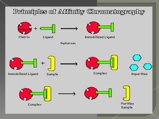 affinitychromatography.pptx