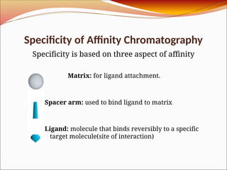 Affinity Chromatography/Ligand/Mobilized | PPT