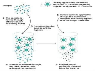 Affinity chromatography Introduction Theory Instrumentation ...